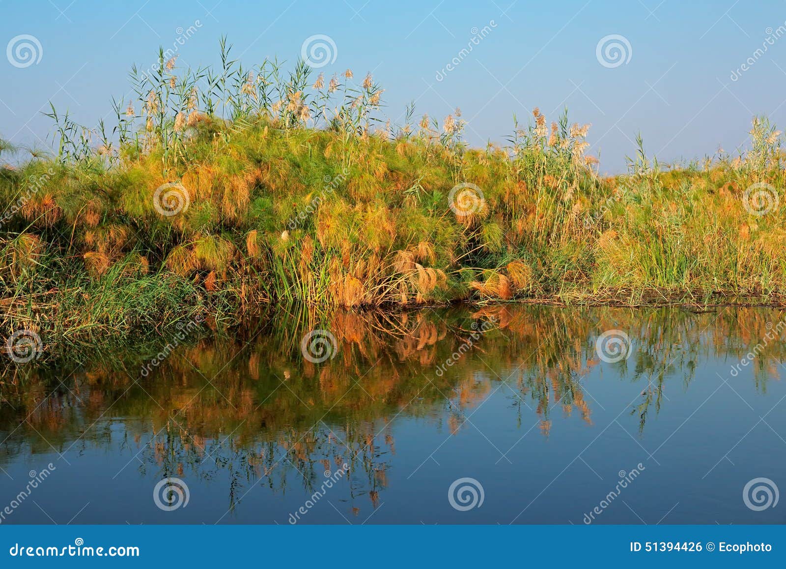 Papyrus on Kwando river stock photo. Image of vegetation - 51394426