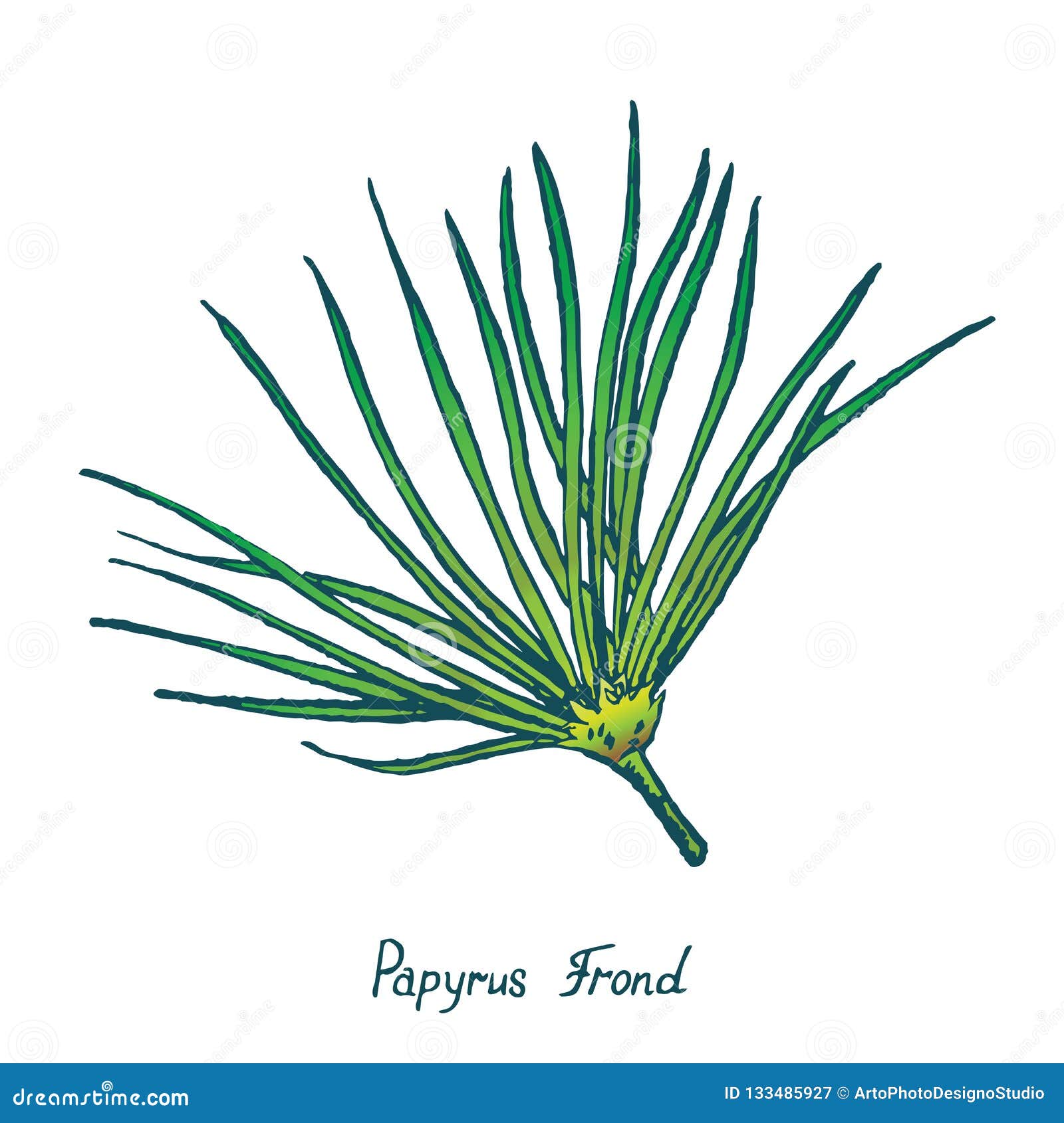 Papyrus Leaf Cyperus Papyrus, Gift Of The Nile, Hand Drawn Doodle ...
