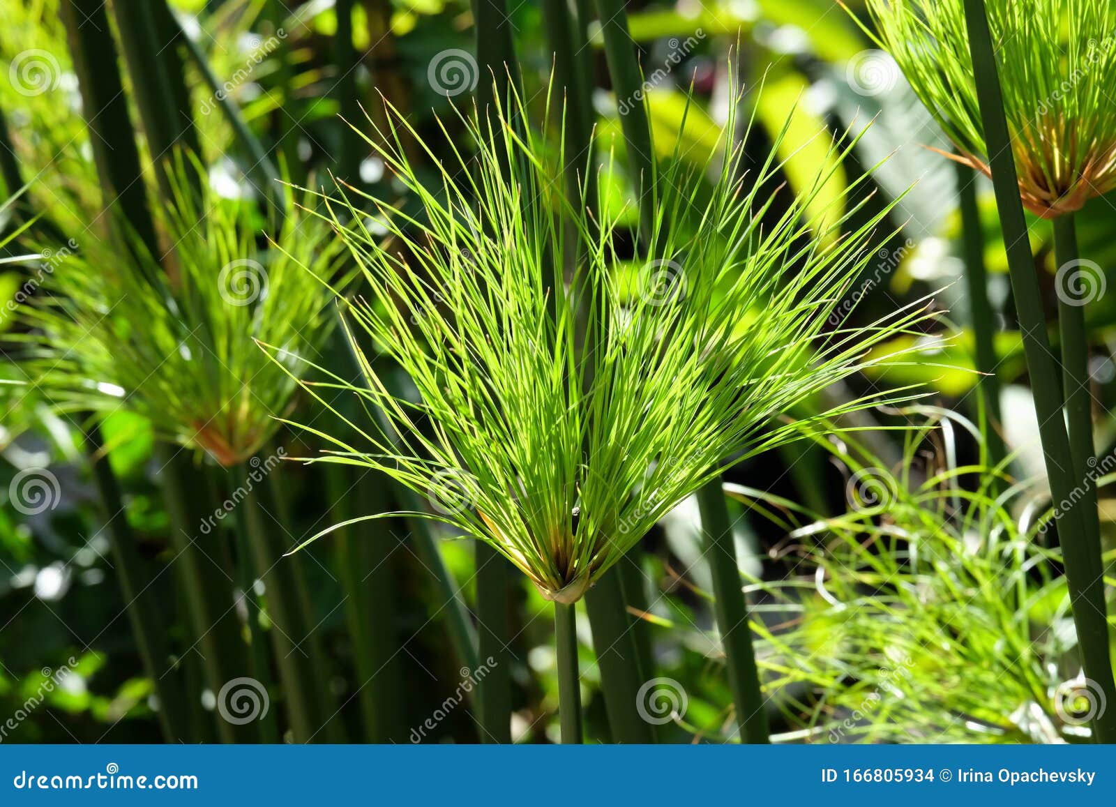 Papyrus-Pflanze in Der Sonne Cyperus Papyrus Stockfoto - Bild von ...
