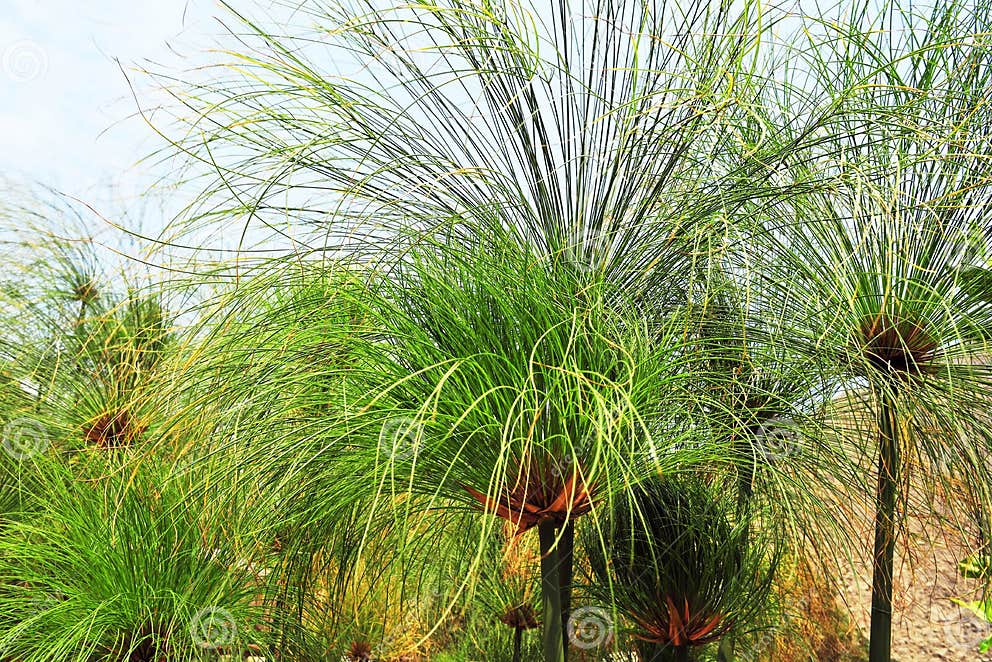 Papyrus Plant. Papyrus Plant on Blue Sky Stock Photo - Image of branch ...