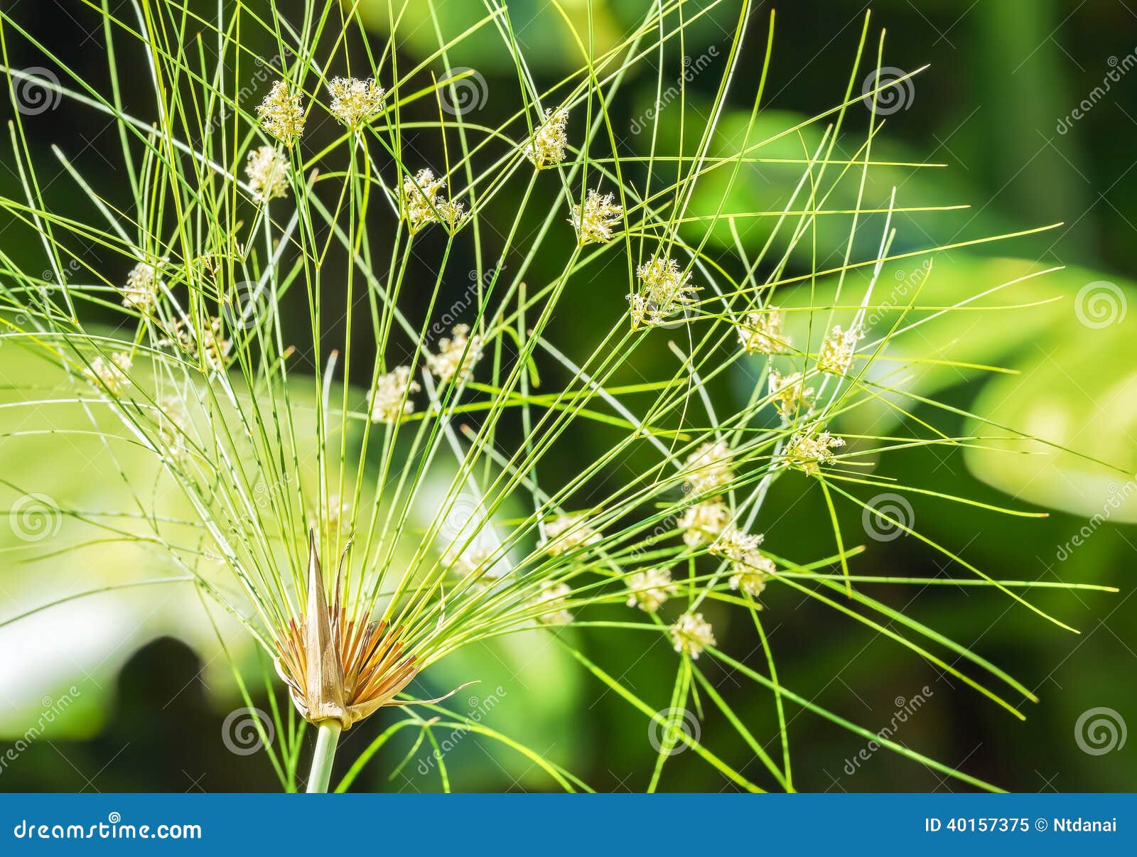 Papyrus plant stock image. Image of nature, green, bunch - 40157375