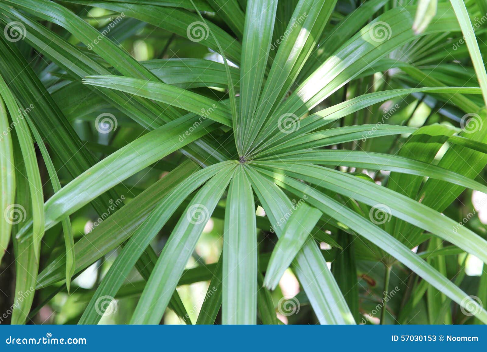 Papyrus plant stock image. Image of life, garden, aquatic - 57030153