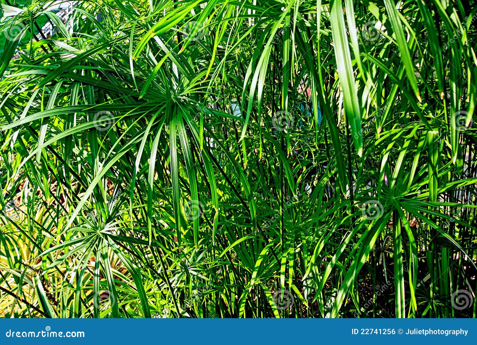 Papyrus Plant Cyperus Papyrus Stock Photo - Image of indoors, flora ...