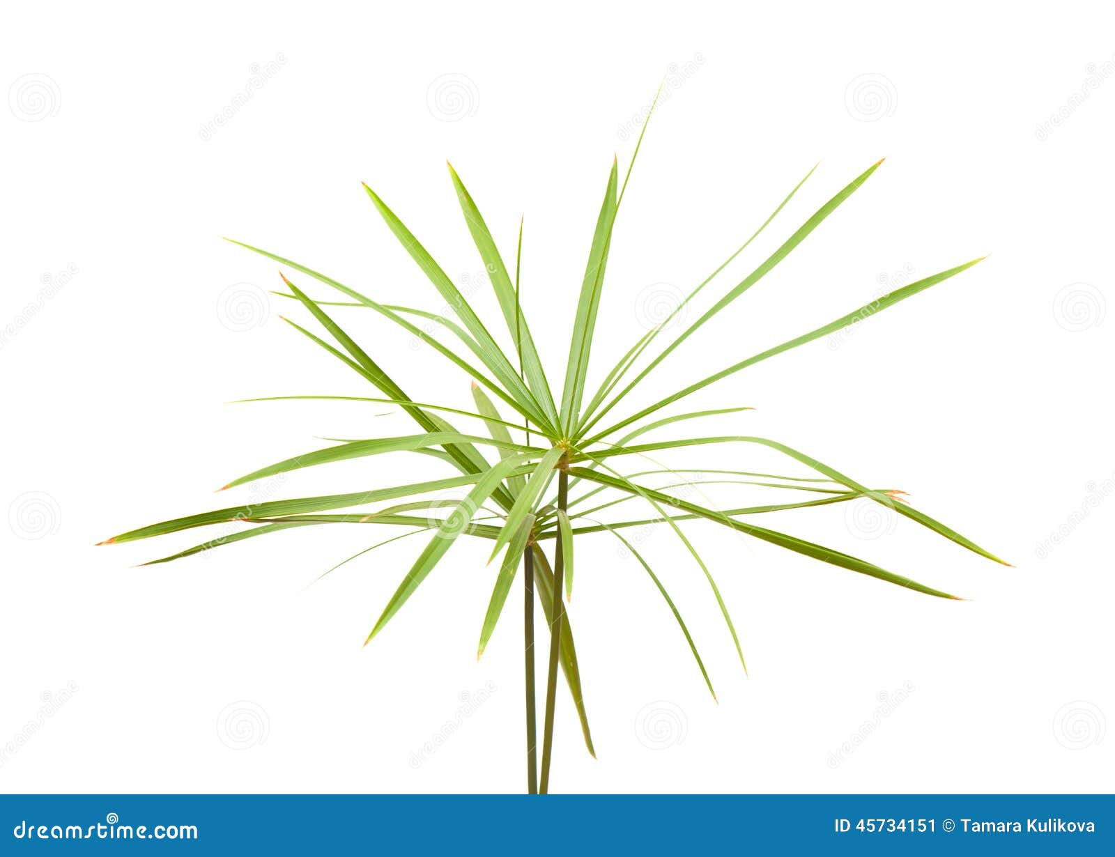Papyrus plant stock image. Image of papyrus, freshness - 45734151
