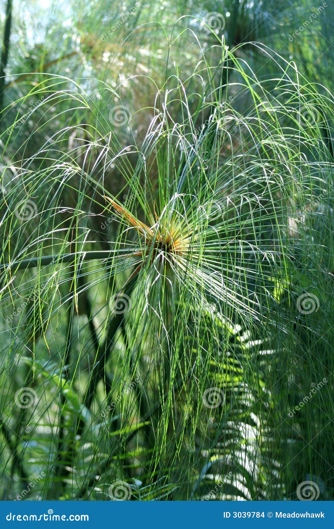 Papyrus Plant (Cyperus Papyrus) Stock Photography | CartoonDealer.com ...