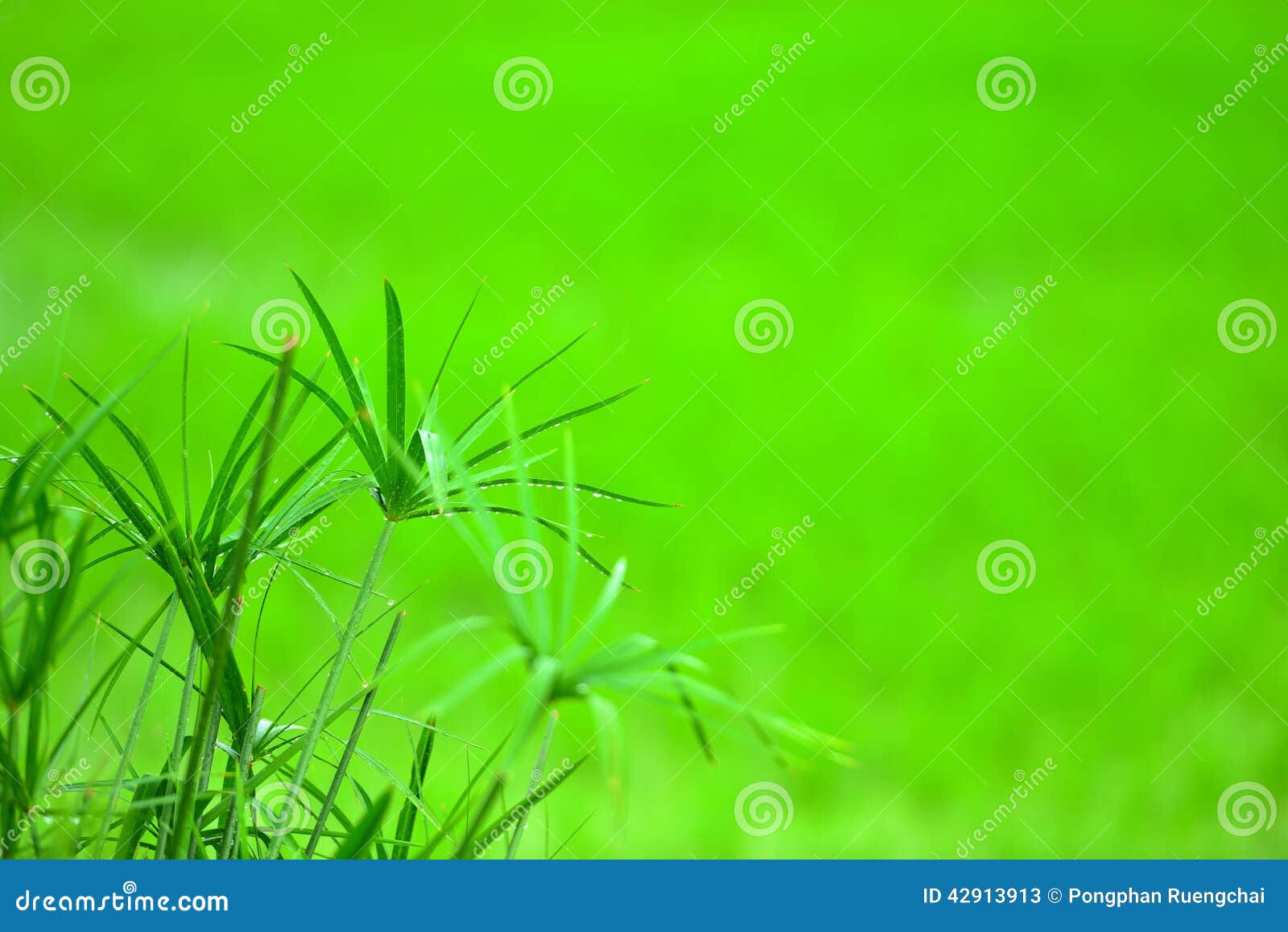 Papyrus plant stock image. Image of nature, tree, grass - 42913913