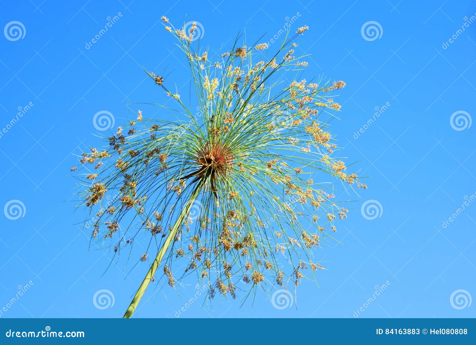 Papyrus plant stock image. Image of papyrus, stem, linneo - 84163883