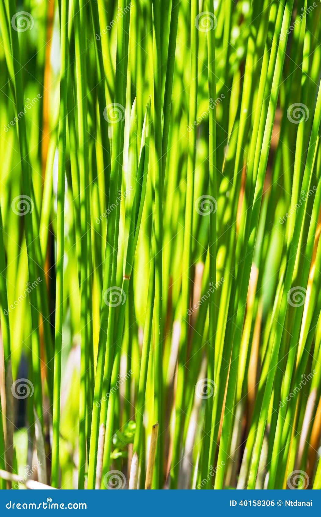 Papyrus plant stock photo. Image of foliage, daytime - 40158306