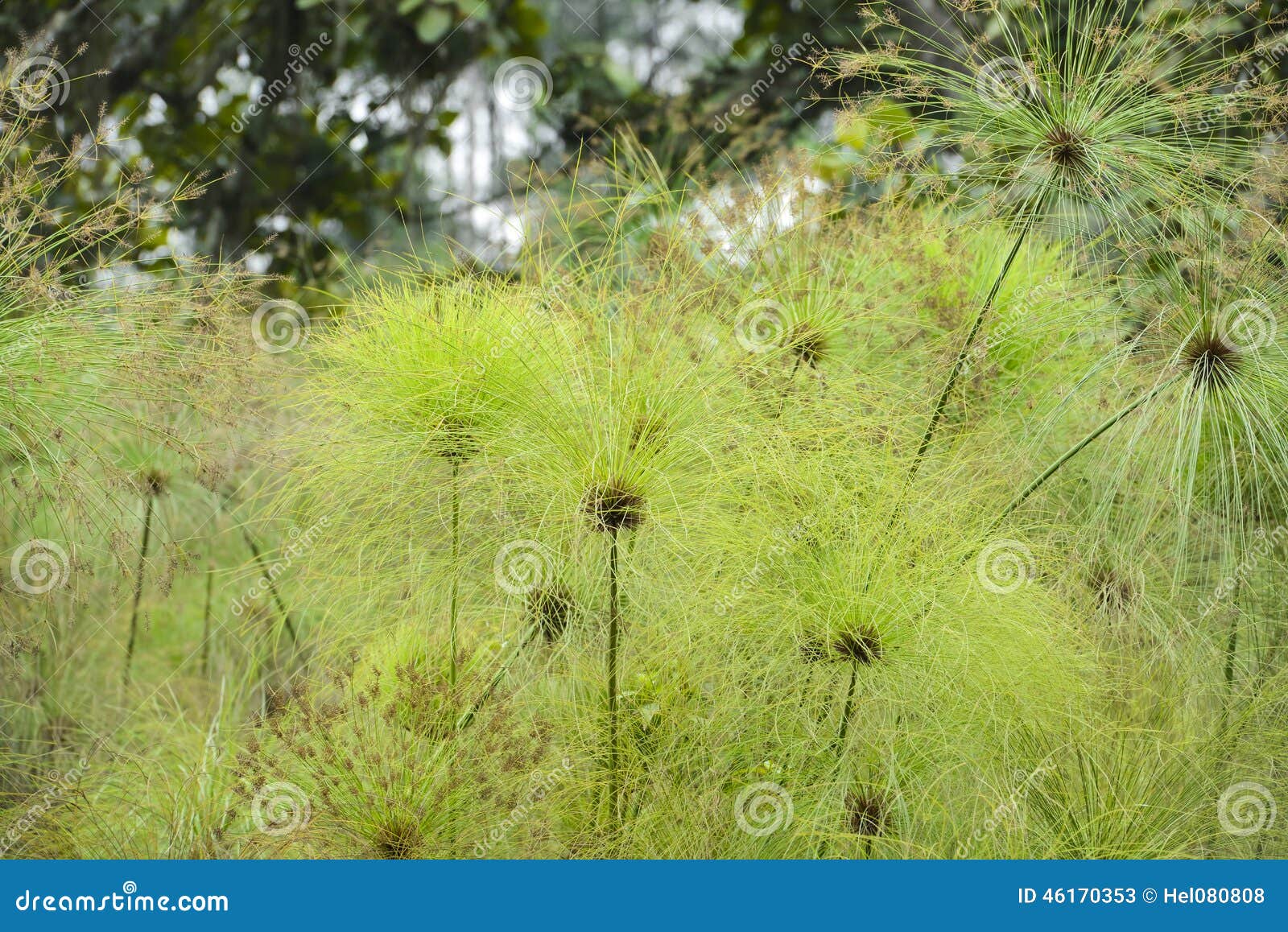Papyrus plants stock image. Image of growing, cyperius - 46170353