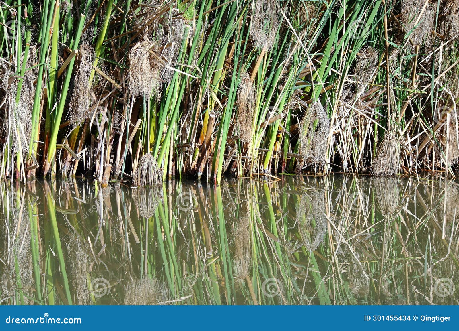 Papyrus in the Pond Reflection in Water. Stock Photo - Image of water ...