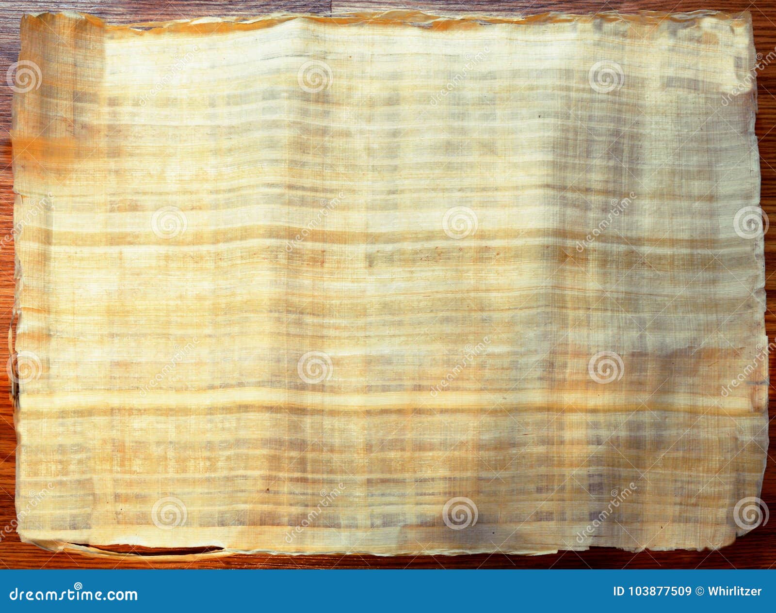 Papyrus Scroll With Papyrus Plant Royalty-Free Stock Photography ...
