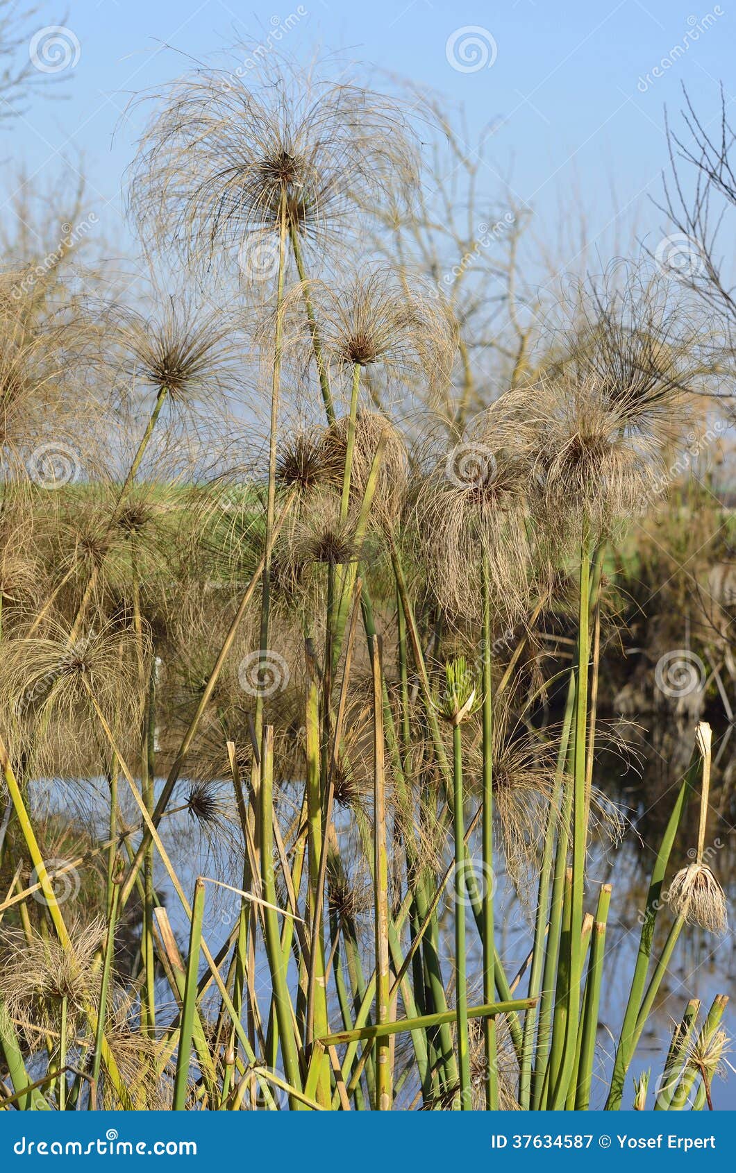 Papyrus sedge stock image. Image of garden, plant, tourism - 37634587