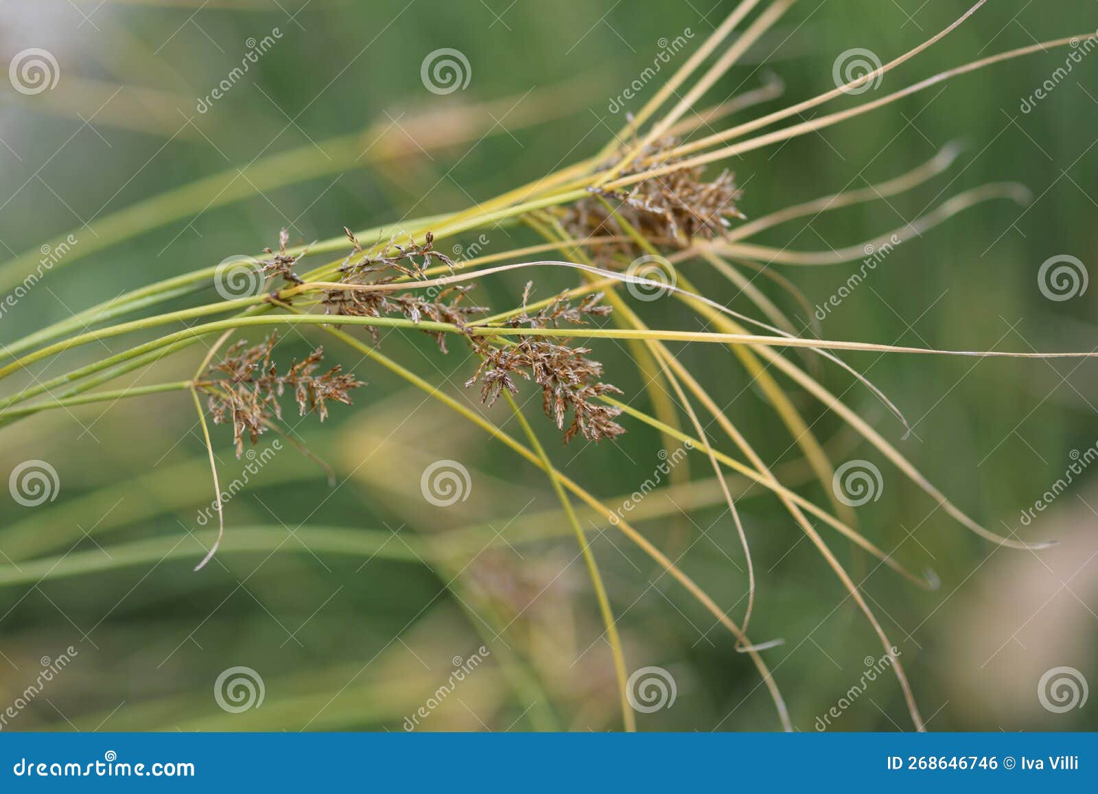 Papyrus sedge stock photo. Image of paper, papyrus, plant - 268646746