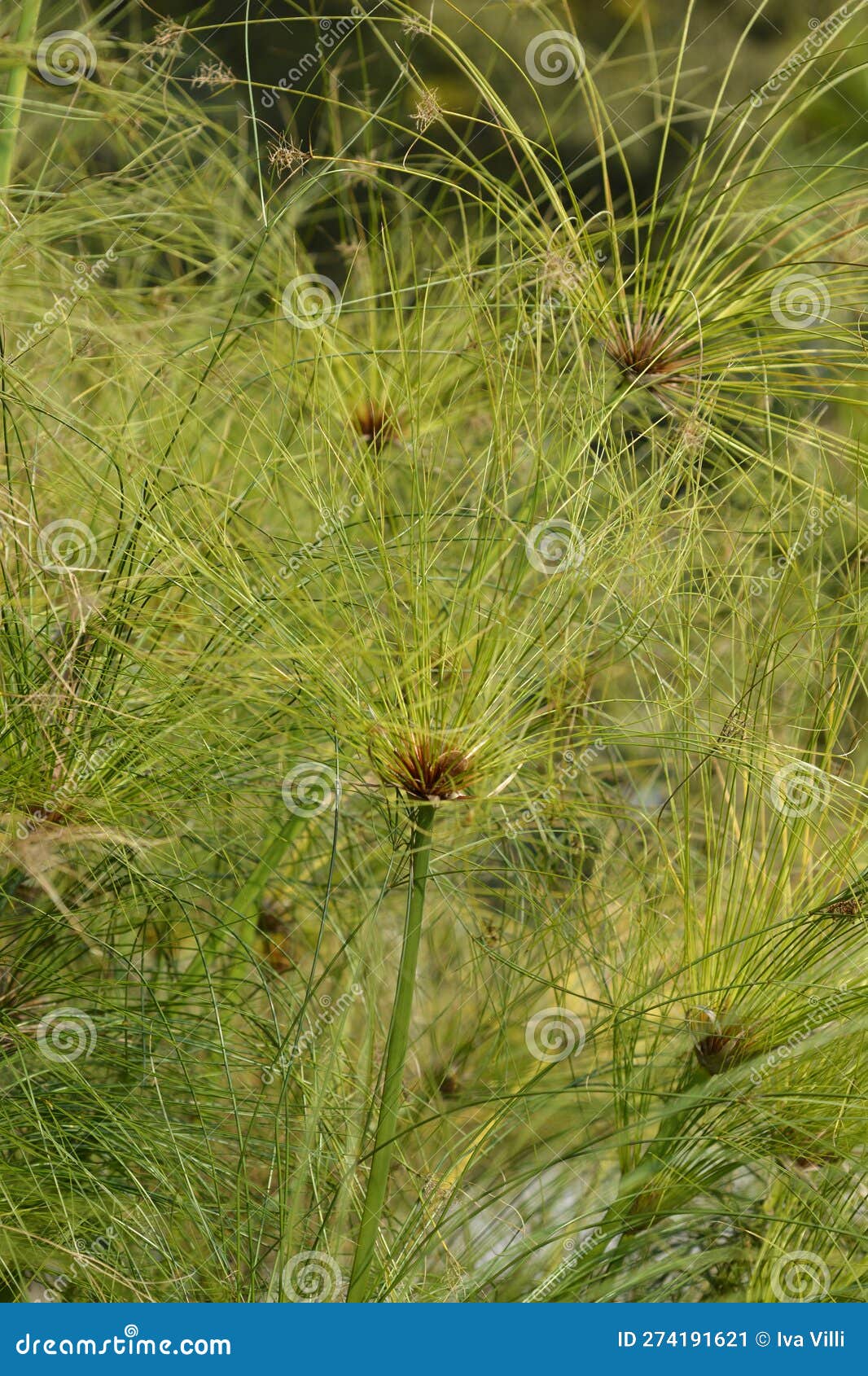 Papyrus sedge stock image. Image of garden, reed, paper - 274191621