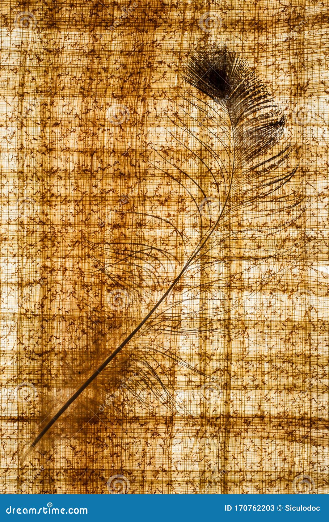 Backlit Papyrus Sheet and Quill Pen Stock Image - Image of papyrus ...