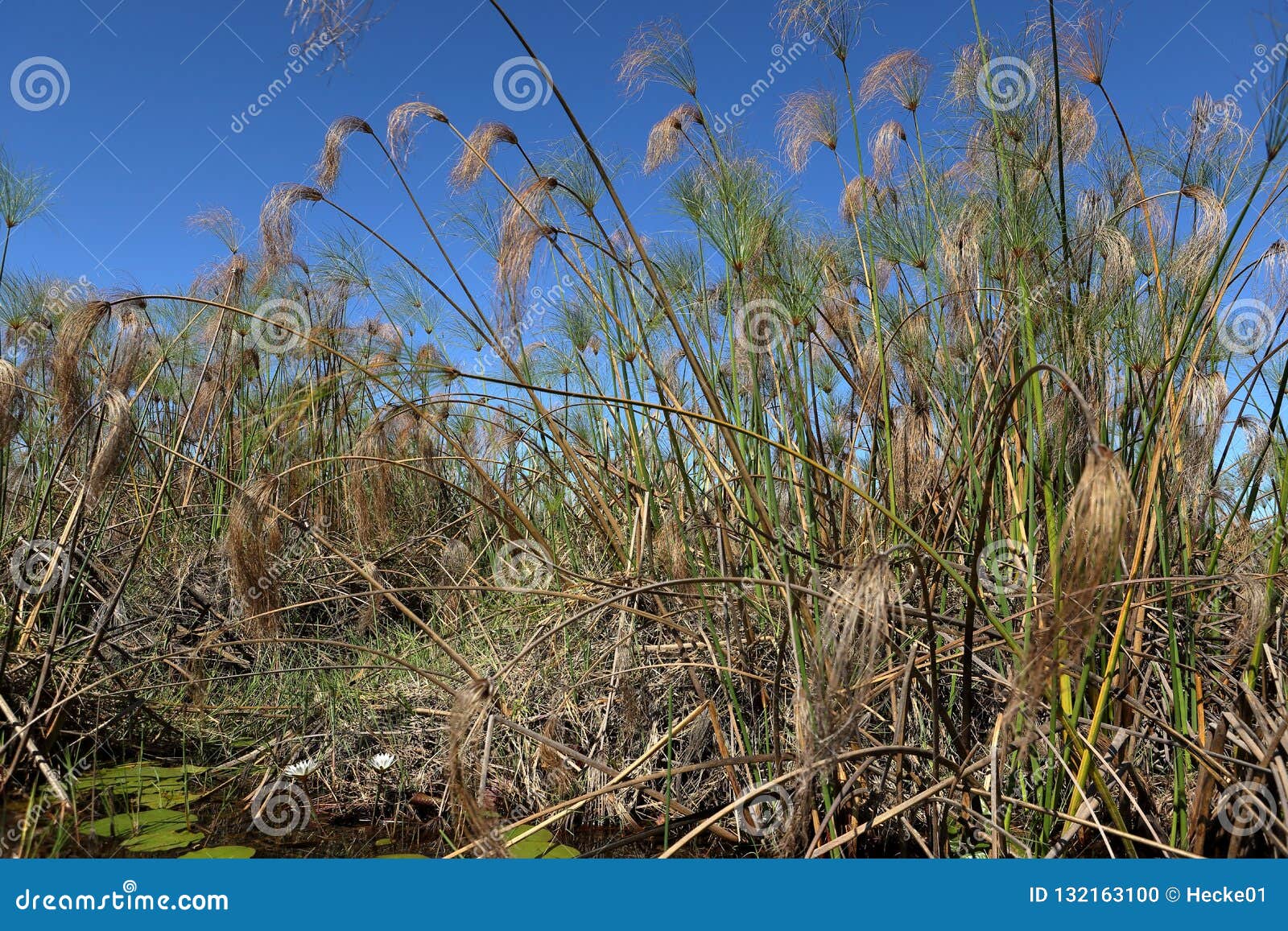 Papyrus in the Swamps of Okavango in Namibia Stock Photo - Image of ...