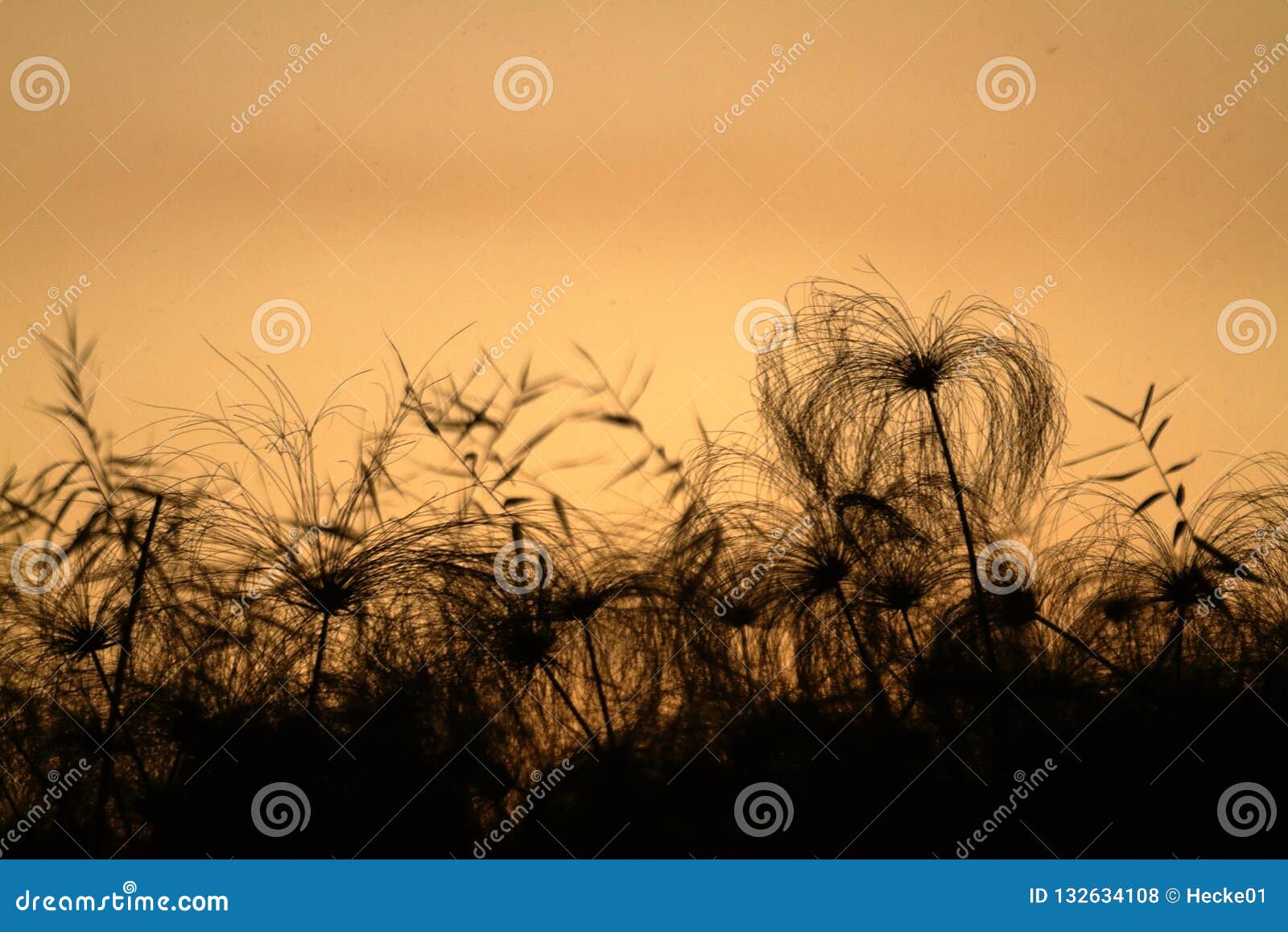 Papyrus in the Swamps of Okavango in Namibia Stock Photo - Image of ...