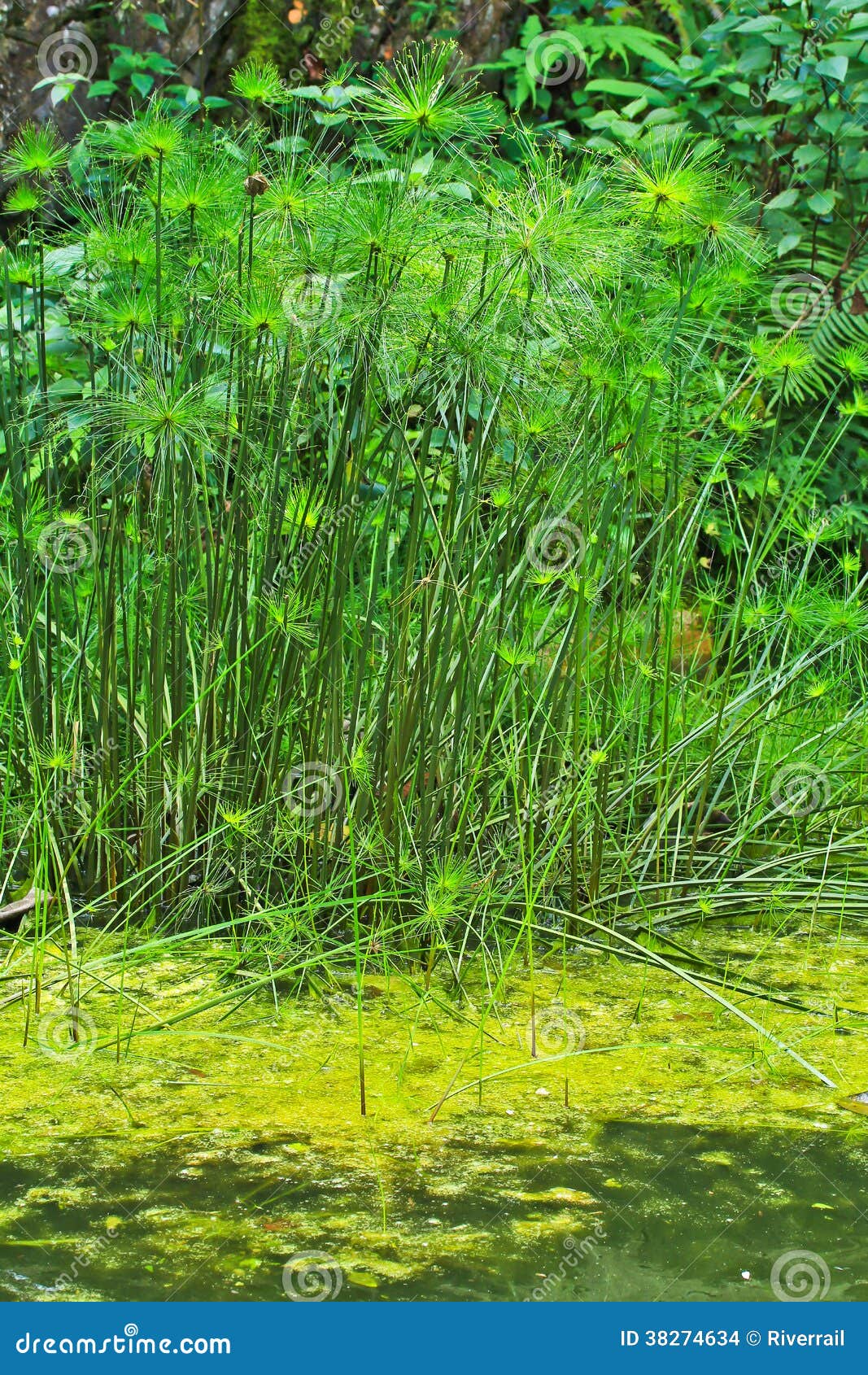 Papyrus stock photo. Image of growth, grasslike, exotic - 38274634