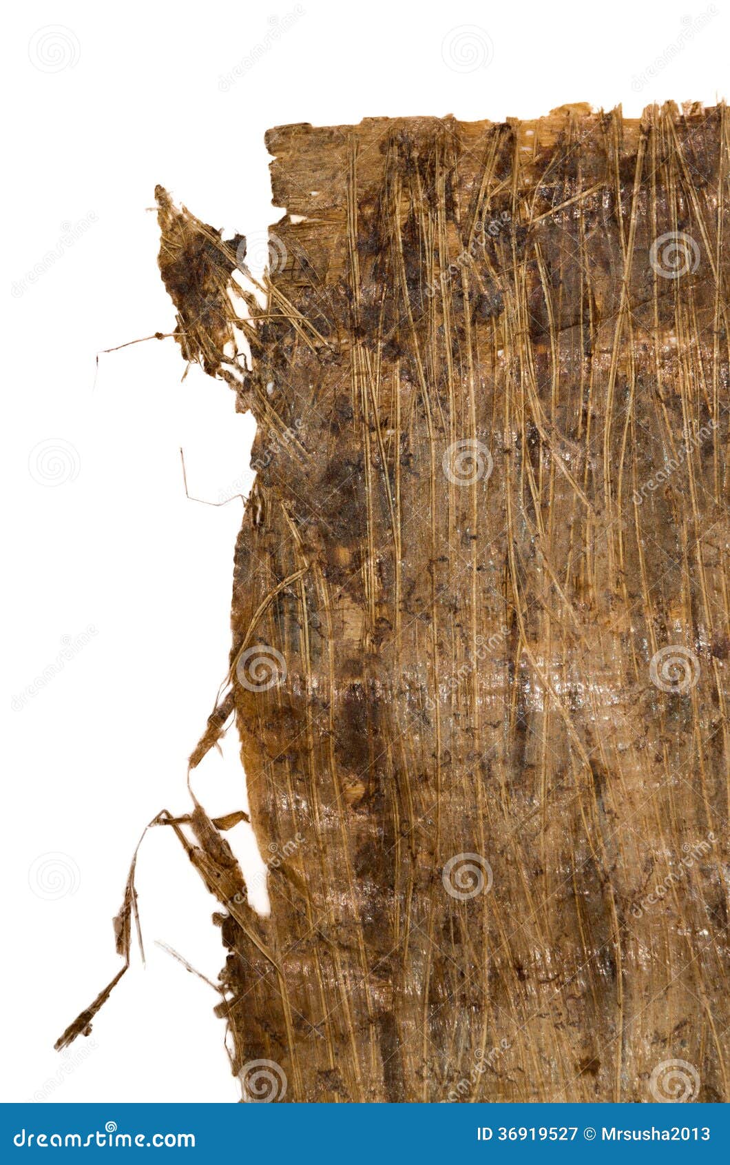 Papyrus stock image. Image of archeology, plant, letters - 36919527