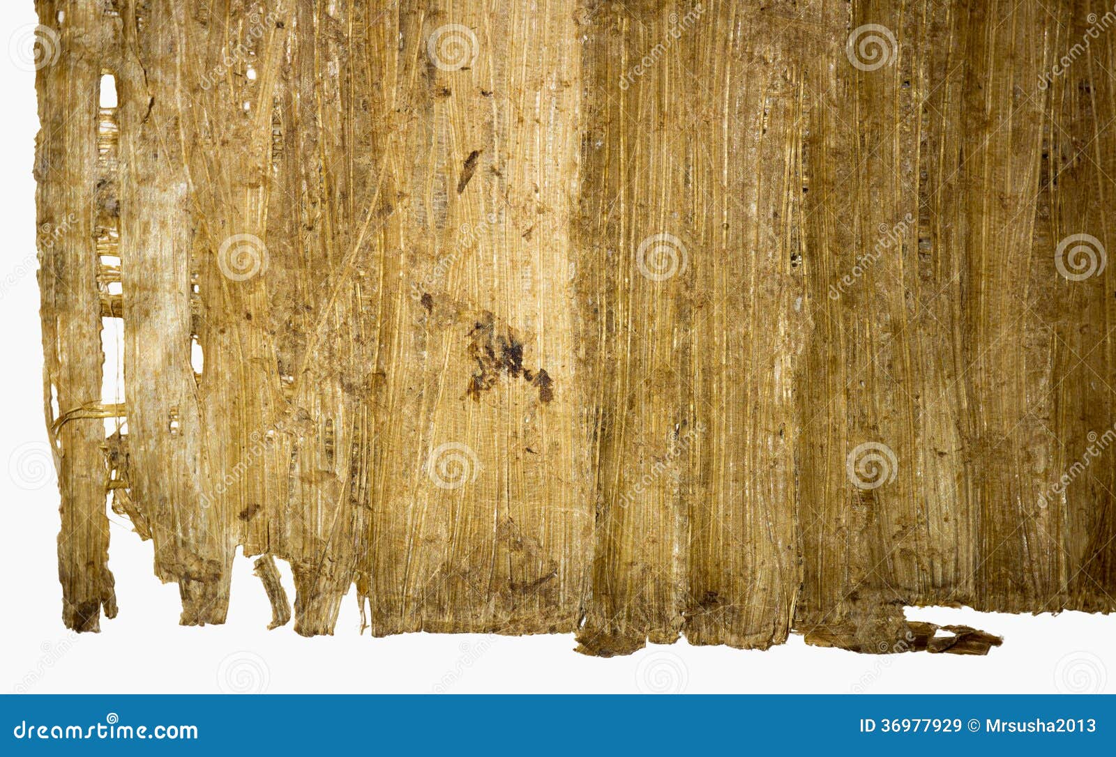 Papyrus stock image. Image of papyrus, tree, tsiperus - 36977929