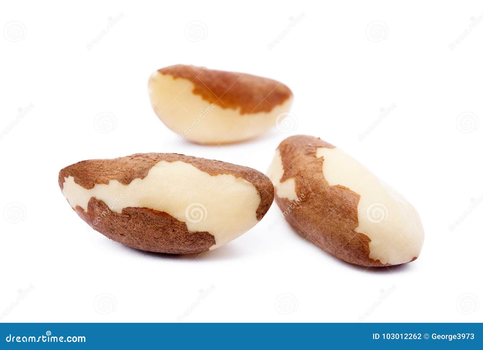 Para nuts isolated stock photo. Image of edible, brazil - 103012262