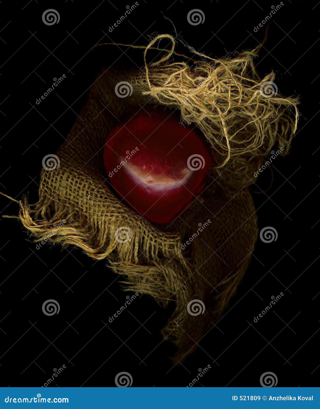 Para Recolectar En El Harvast Imagen de archivo - Imagen de rojo ...