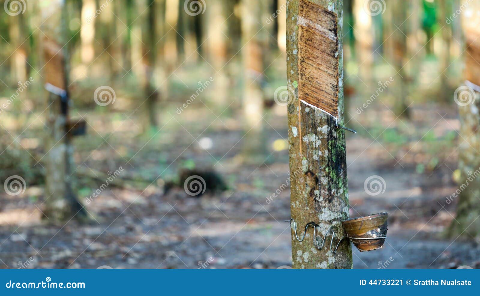 Para rubber farm stock image. Image of para, rubber, thailand - 44733221