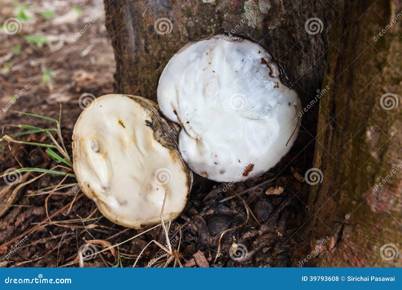 Para rubber scrap stock photo. Image of white, scrap - 39793608