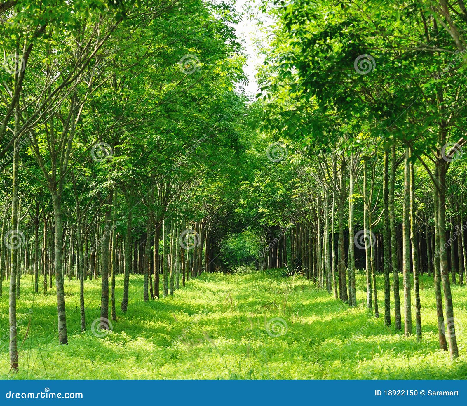 Para rubber tree stock photo. Image of beach, deepness - 18922150