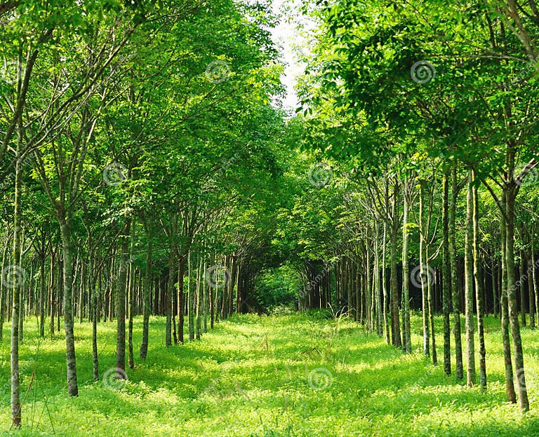 Para rubber tree stock photo. Image of beach, deepness - 18922150
