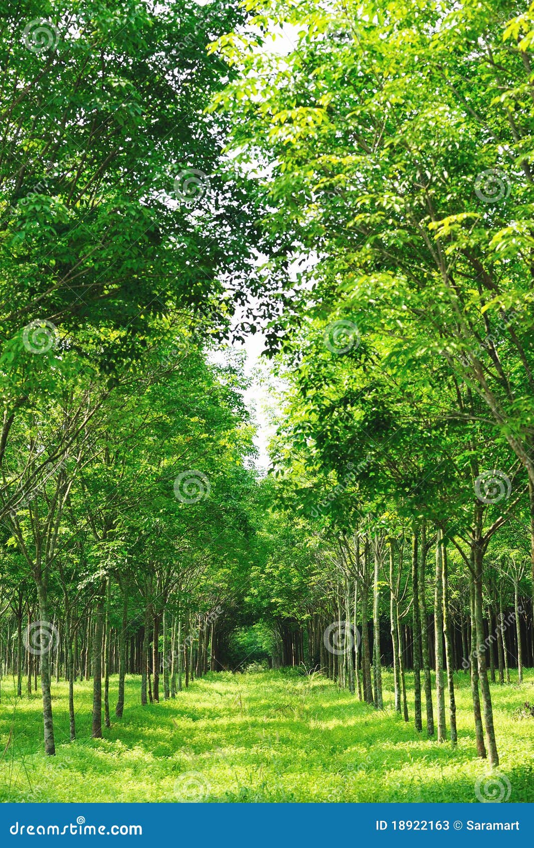 Para rubber tree stock image. Image of path, depth, tree - 18922163