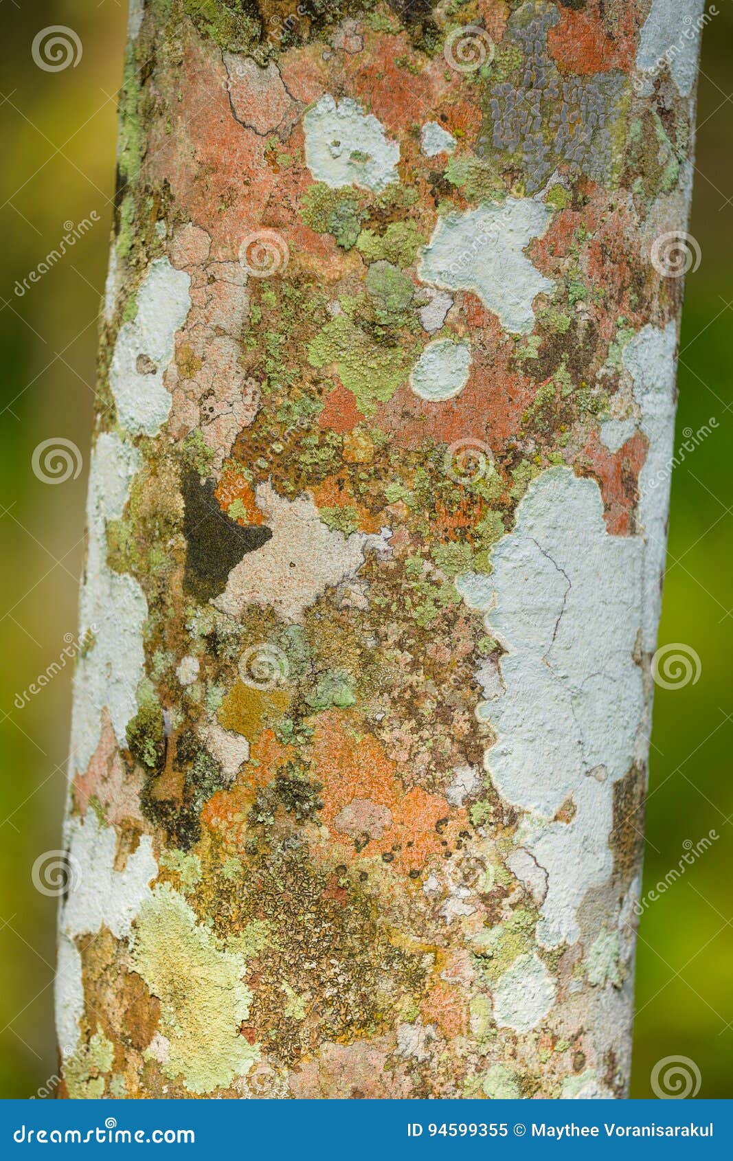 Para Rubber Tree Bark Pattern Stock Image - Image of environment ...