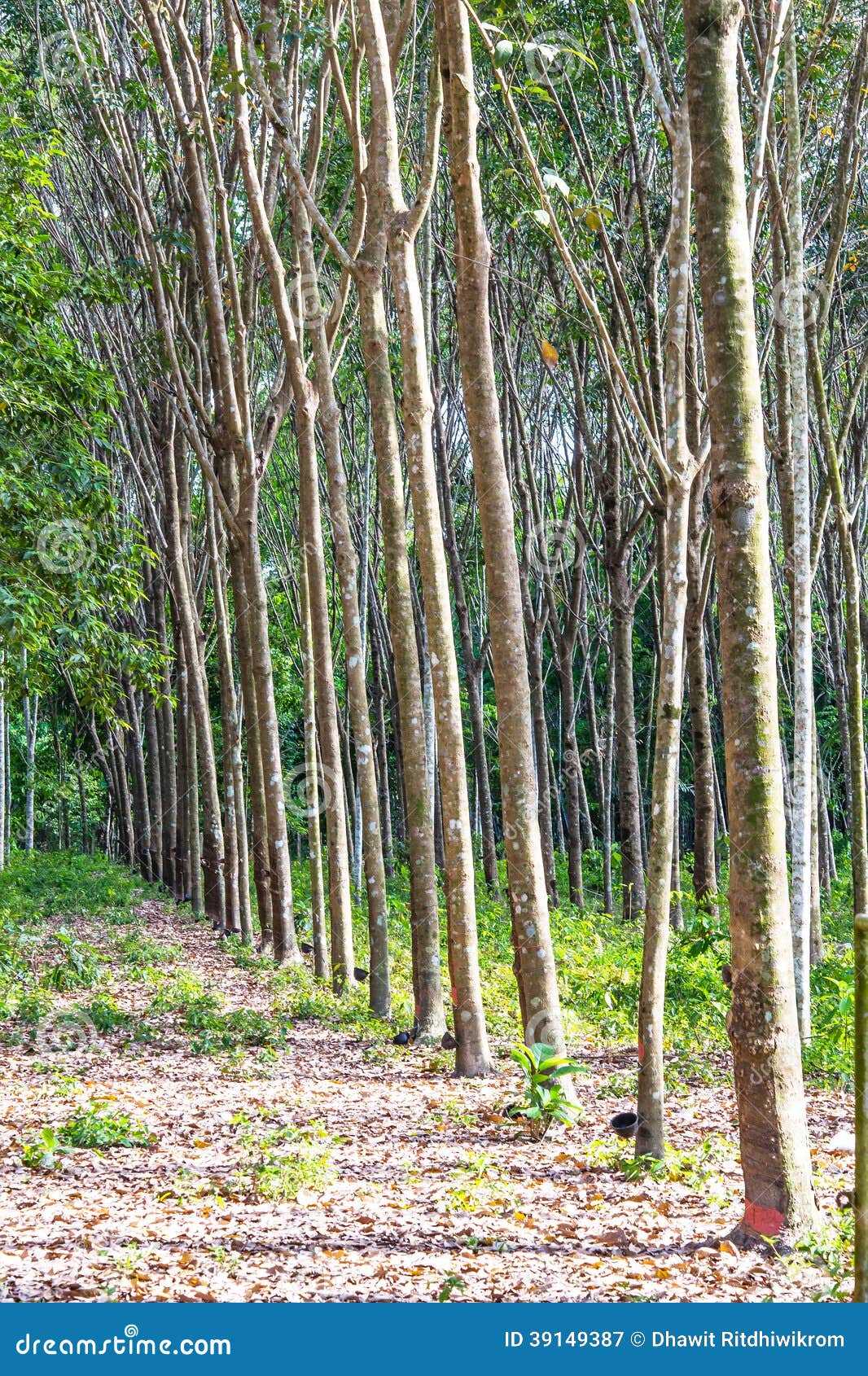 2,480 Rubber Tree Farm Thailand Stock Photos - Free & Royalty-Free ...