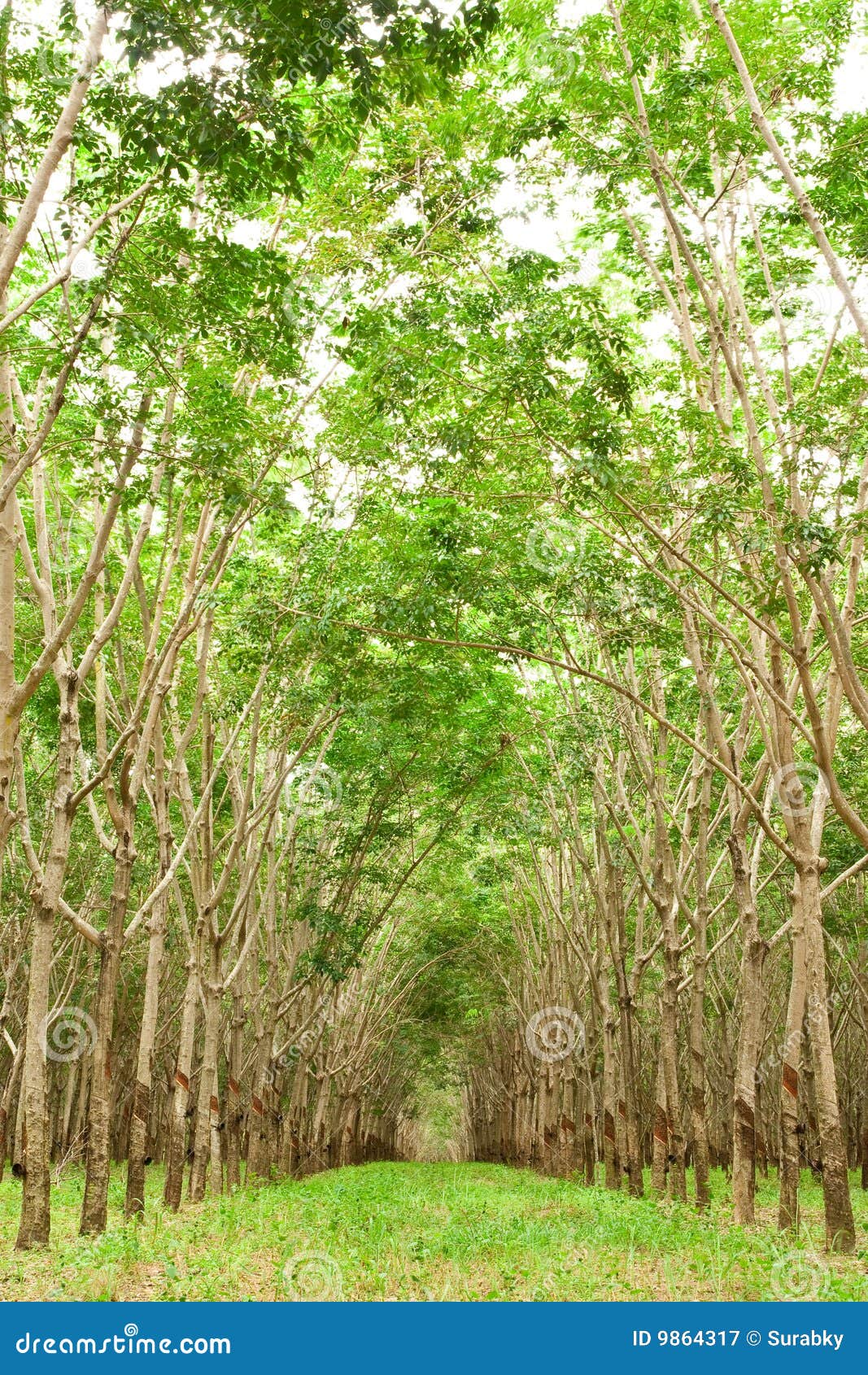 Para Rubber Tree Gerdenning in Thailand Stock Image - Image of biome ...