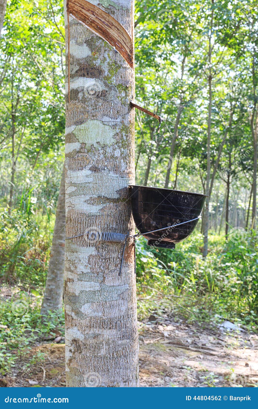 Para Rubber Tree in Tropical Plantation Stock Photo - Image of bowl ...