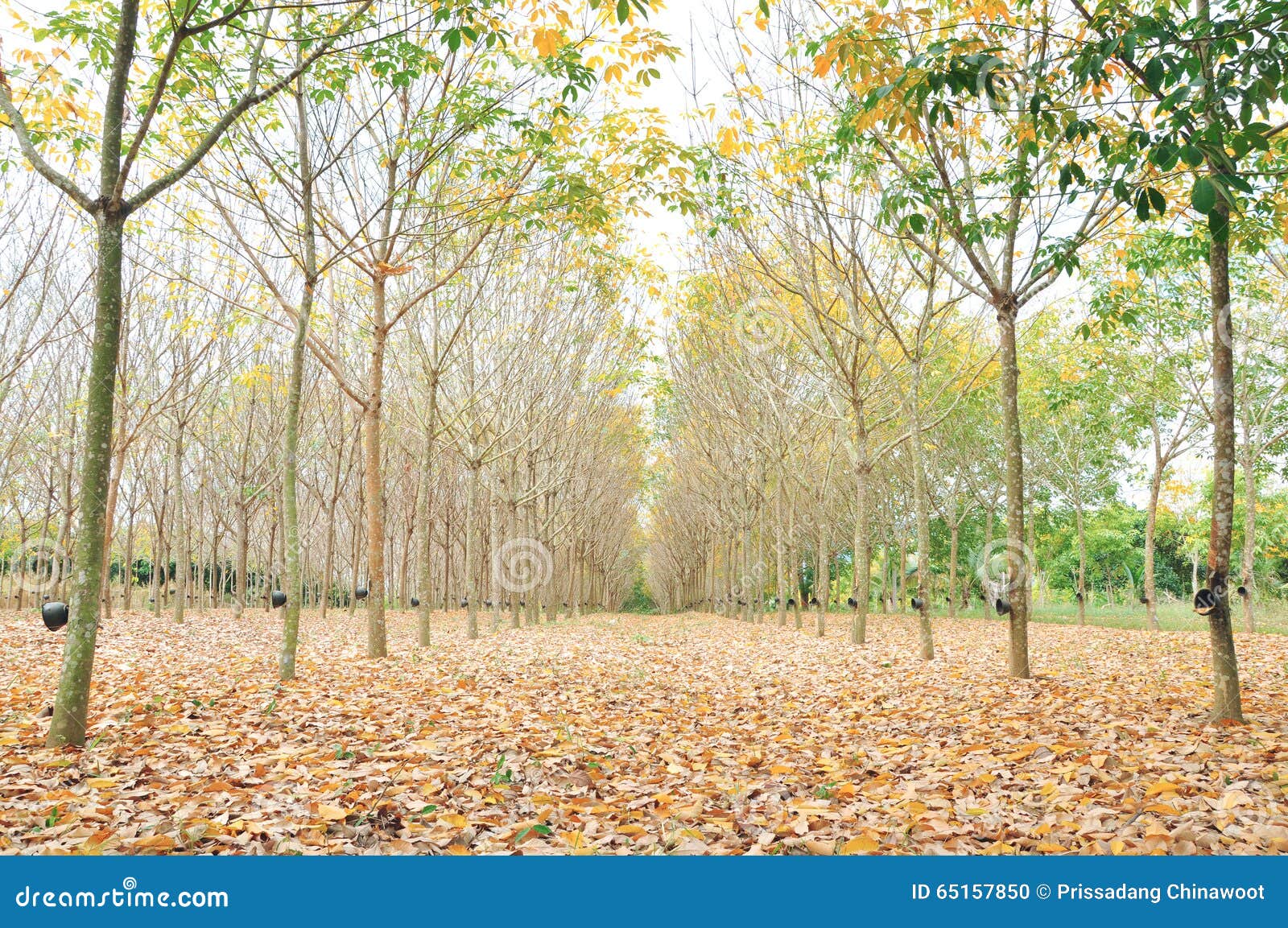 Para rubber woods stock photo. Image of agriculture, economic - 65157850