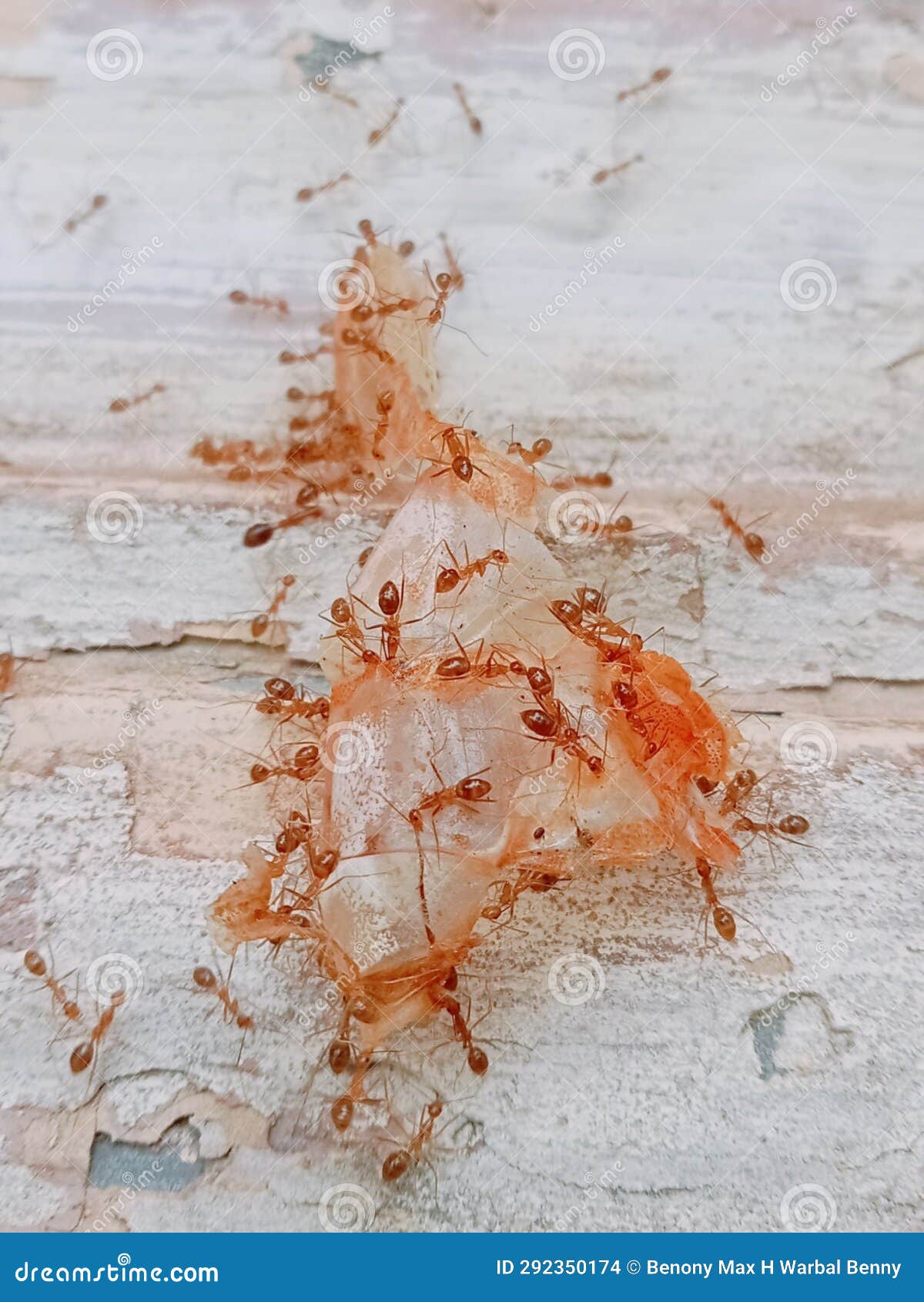 Para semut stock photo. Image of flocked, shrimp, ants - 292350174