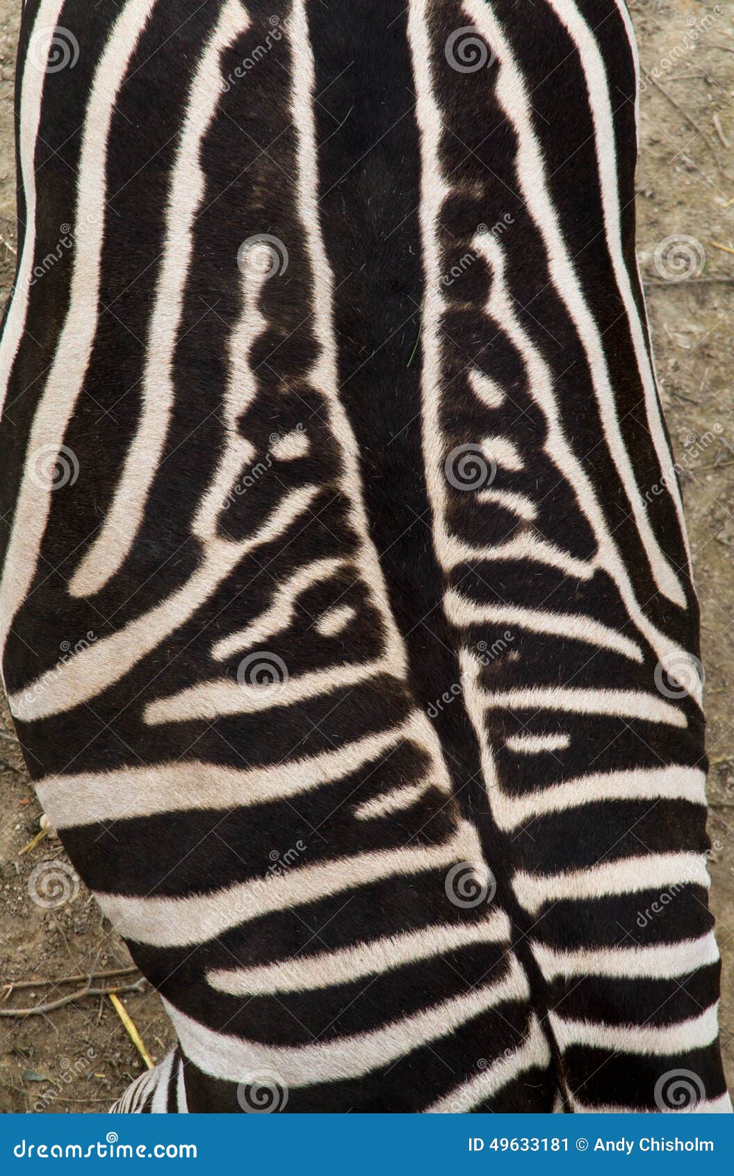 Para Trás Da Zebra, Teste Padrão Preto E Branco De Cima De Imagem de ...