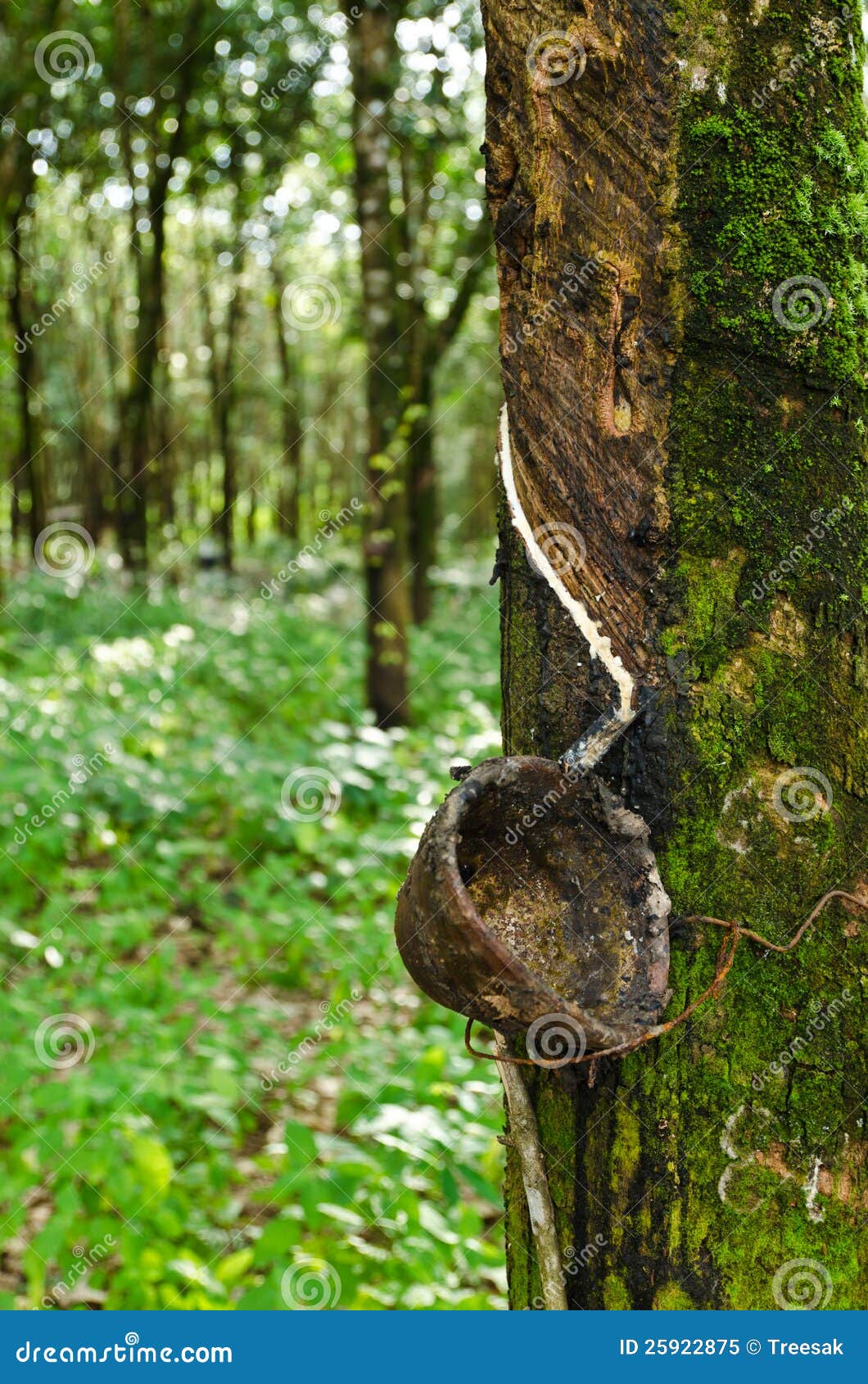 Para tree stock image. Image of wood, tree, latex, houseplant - 25922875