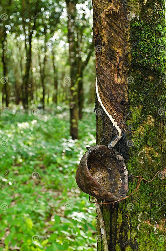 Para tree stock image. Image of wood, tree, latex, houseplant - 25922875