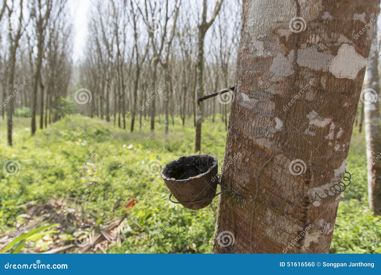 Para wood trees stock photo. Image of fresh, lush, liquid - 51616560