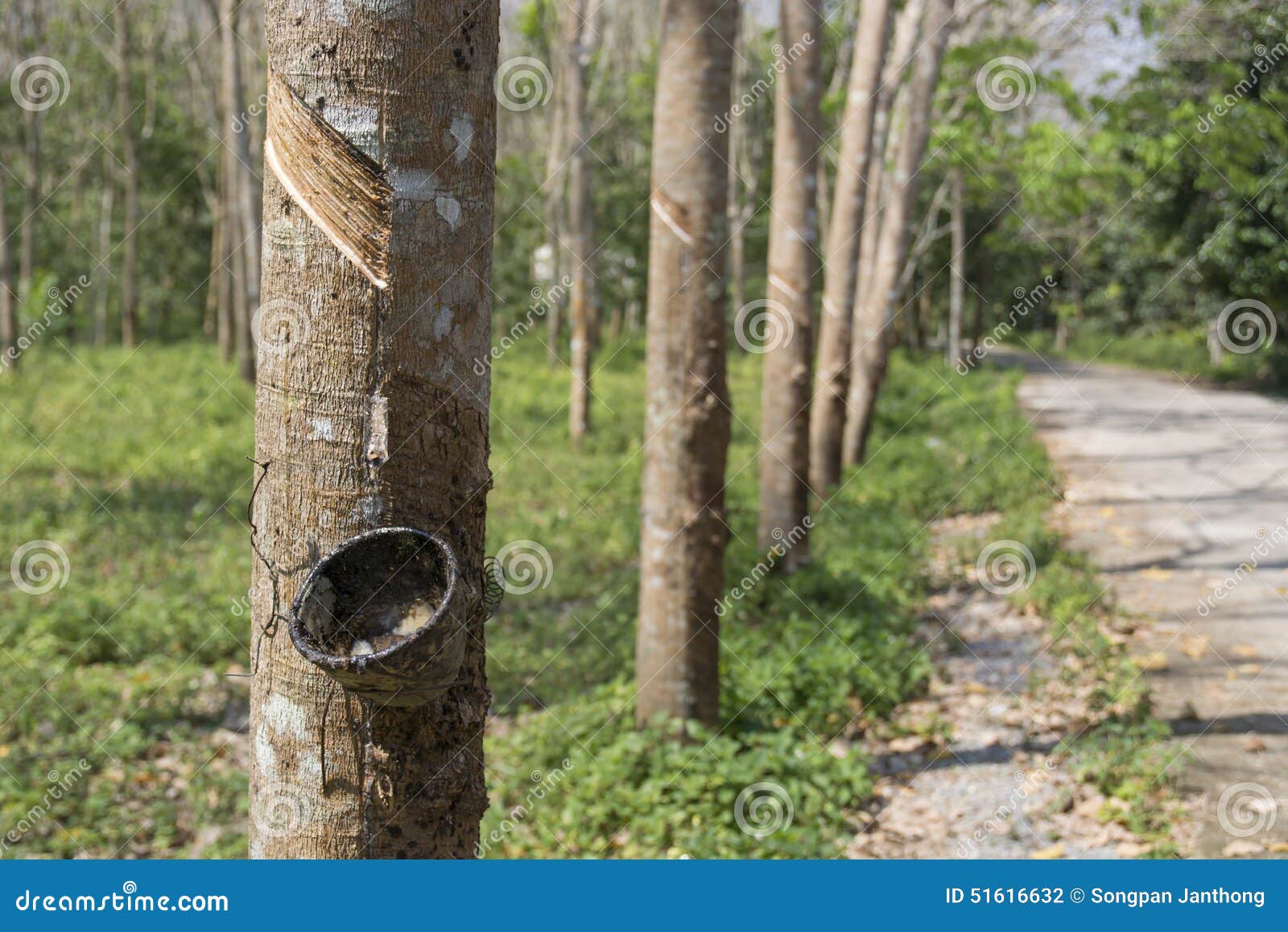 Para wood trees stock photo. Image of bark, milk, lush - 51616632