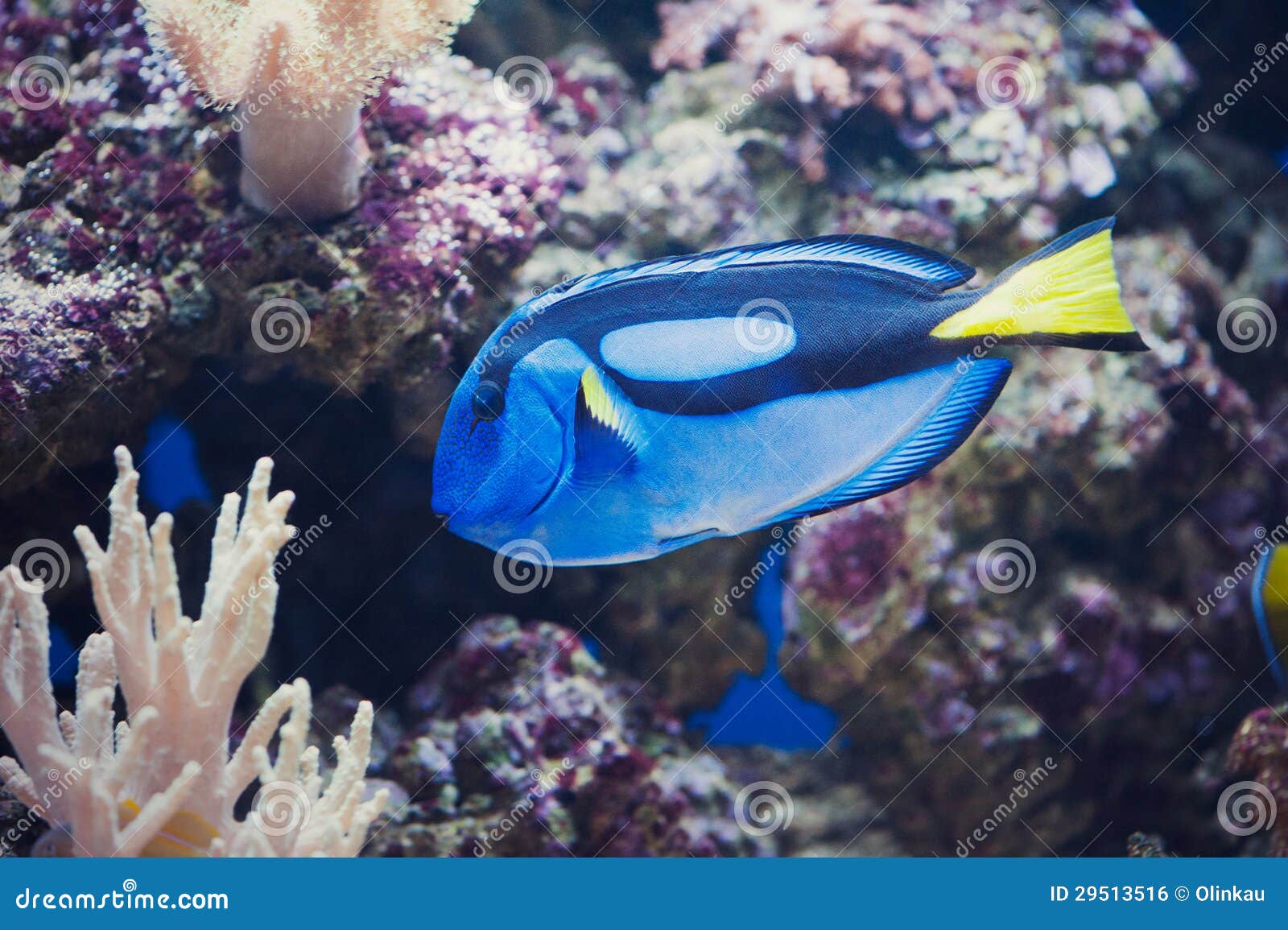 Paracanthurus Hepatus stock photo. Image of tailed, pose - 29513516