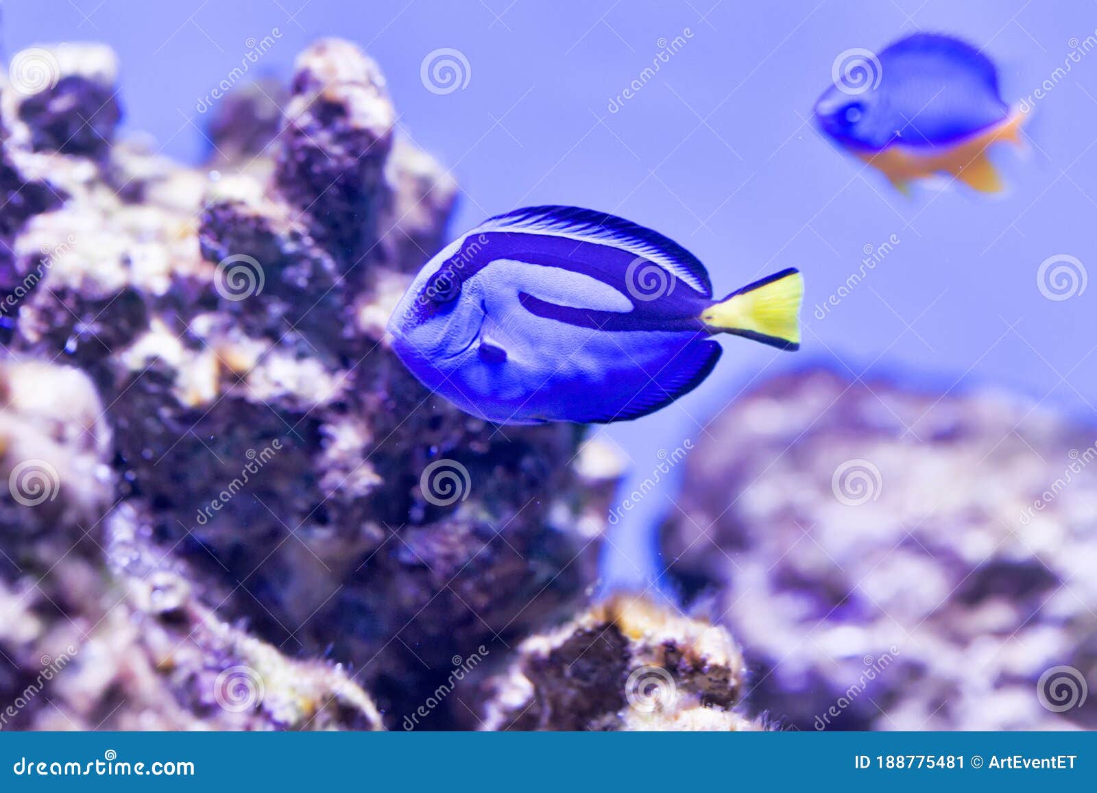 Paracanthurus hepatus imagen de archivo. Imagen de salvaje - 188775481