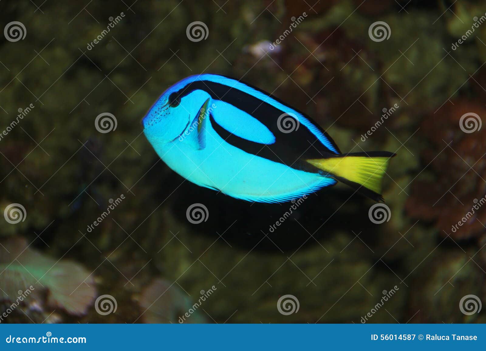 Paracanthurus Hepatus stock image. Image of reef, hepatus - 56014587