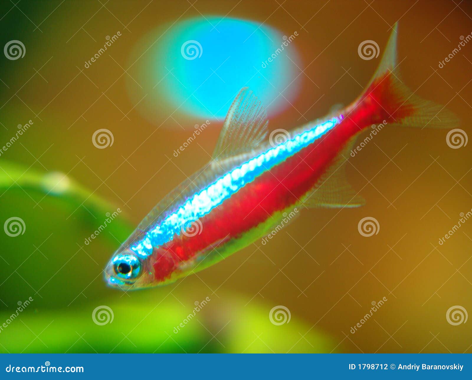 Paracheirodon axelrodi stock photo. Image of pattern, green - 1798712