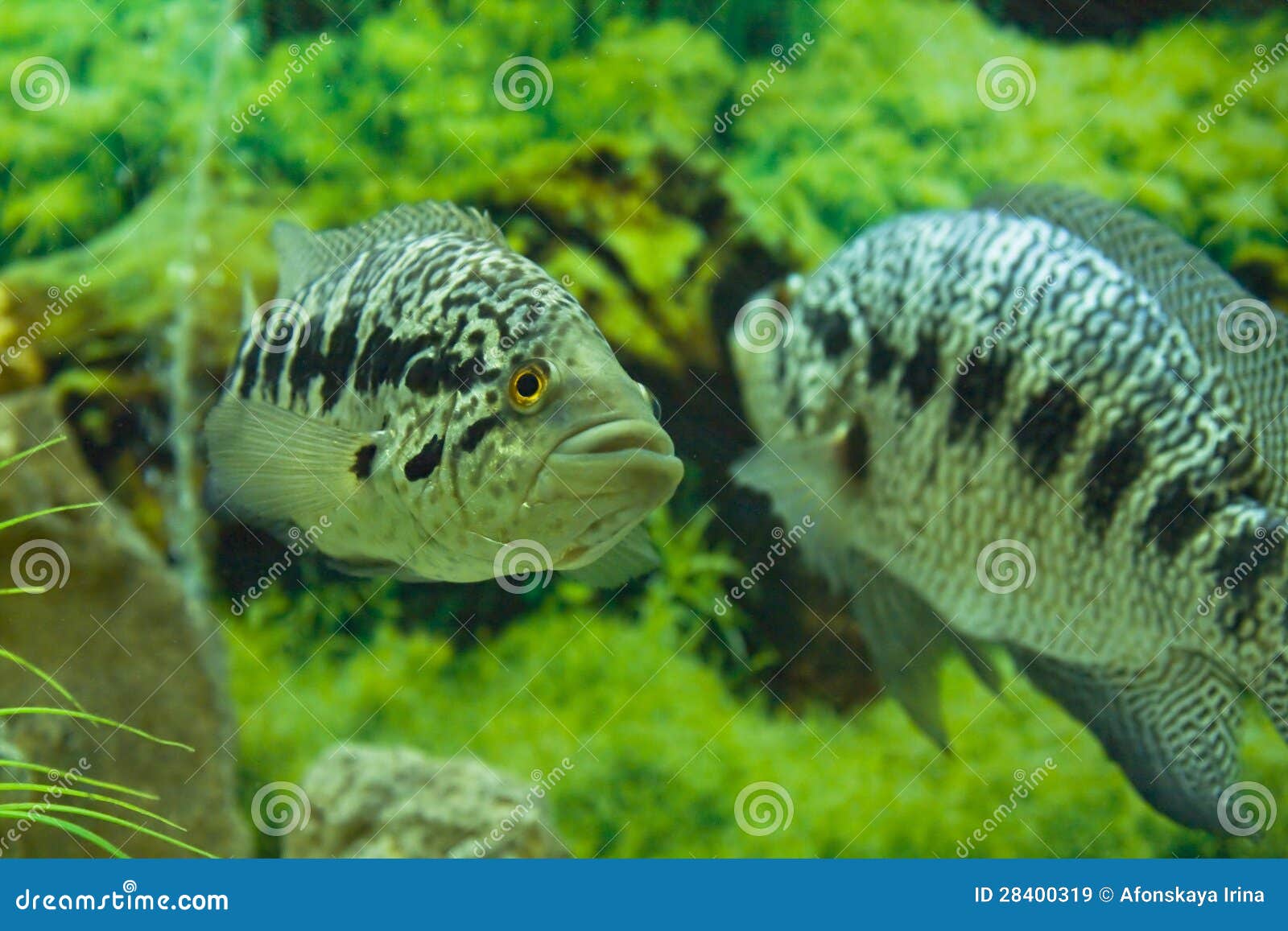 Parachromis Managuensis Or Managuense Cichlid Or Cichlid Jaguar Fish On ...