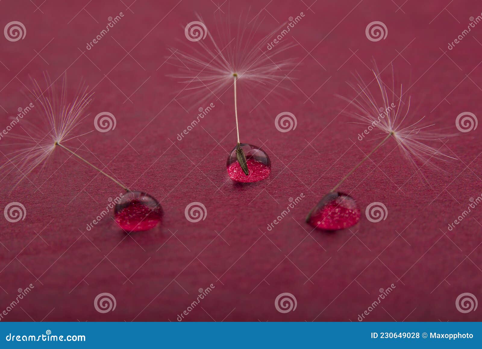 Parachute Dandelion Seed with Drop of Water. Life Concept Stock Photo ...