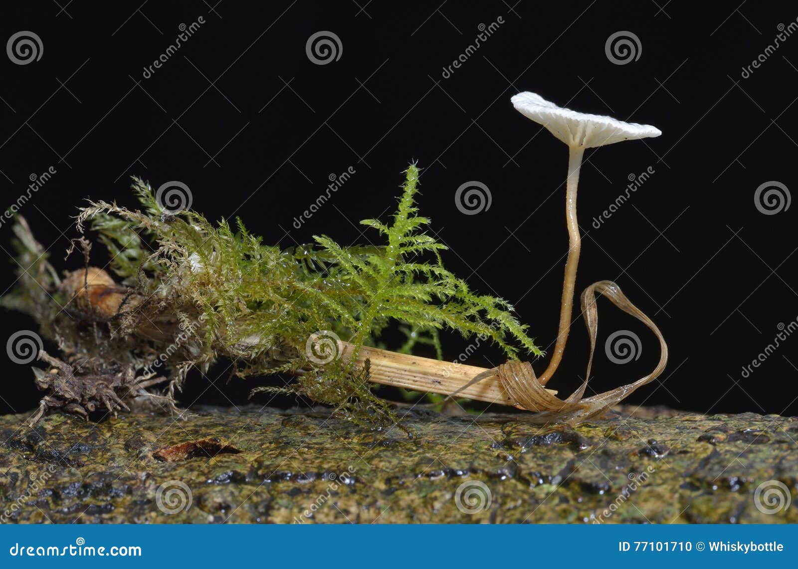 Parachute Fungi stock photo. Image of closeup, small - 77101710
