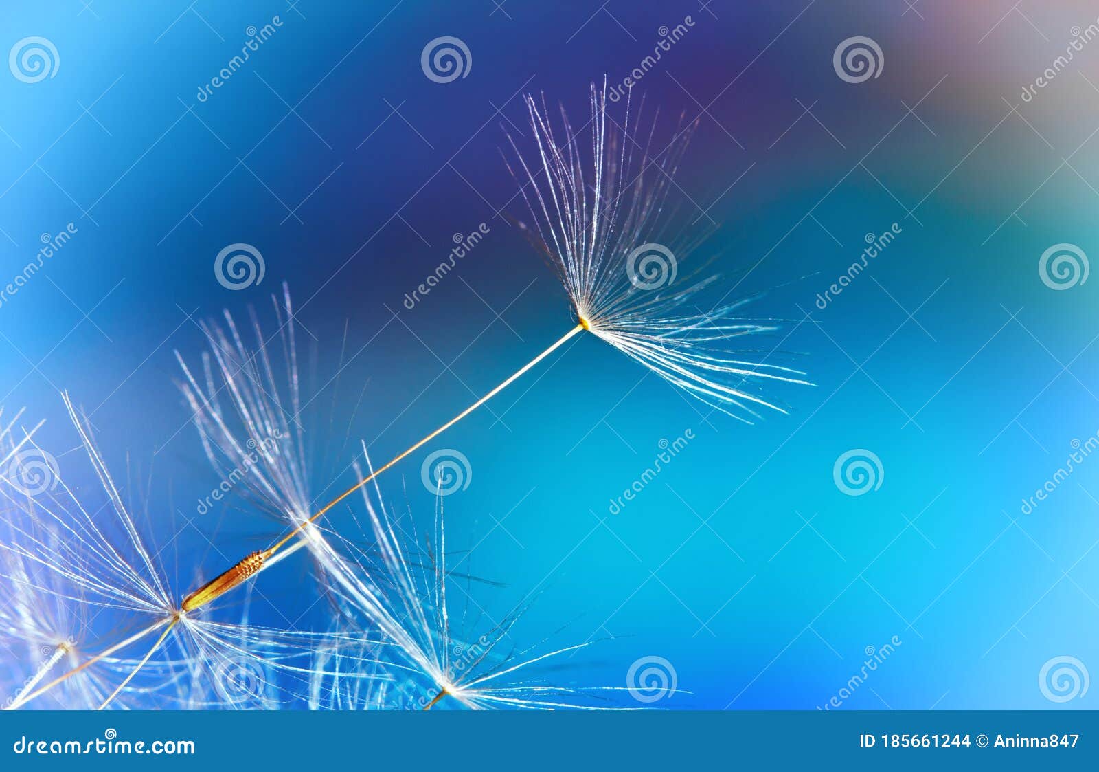 Parachutes, Dandelion Seeds on Blue Background, Macro Stock Photo ...